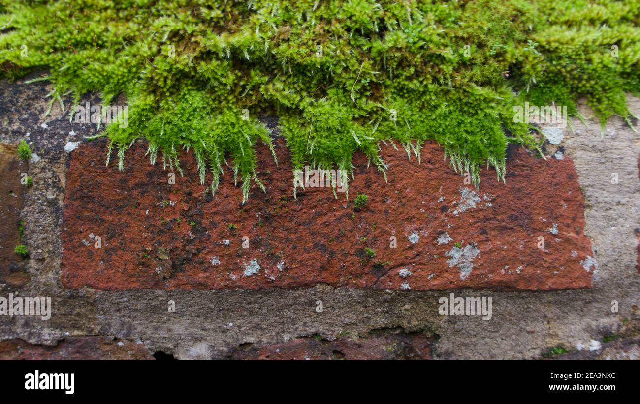 Green moss sprouting above terracotta brick with space for copy Stock ...
