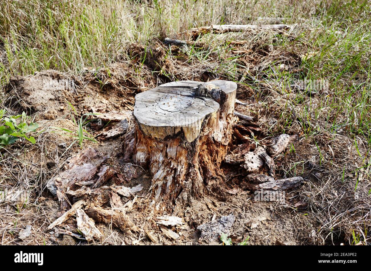 Tree stump in a bright forest. Tree stump after deforestation Stock ...