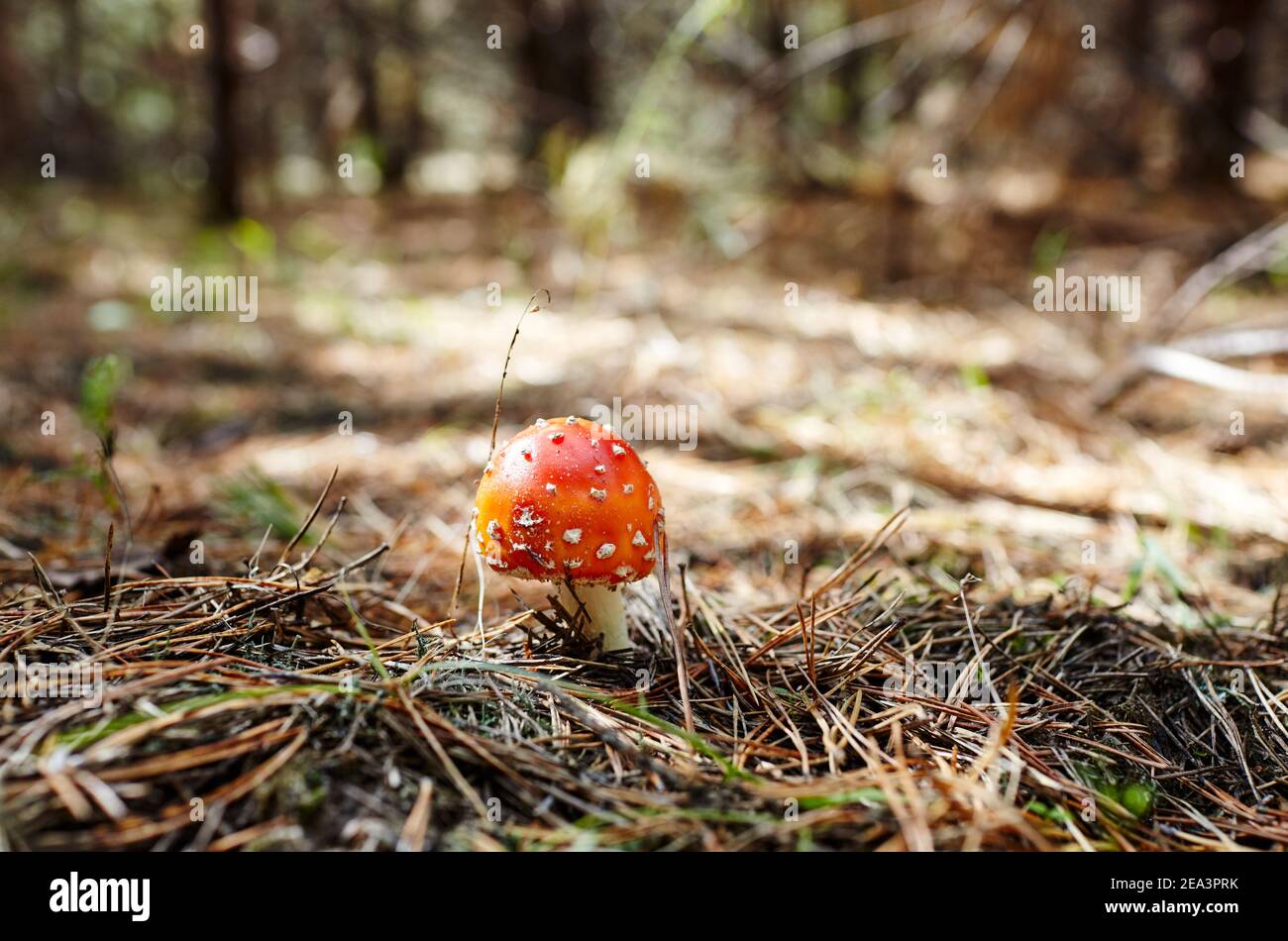 Toxic and hallucinogen mushroom Fly Agaric in needles and leaves on ...
