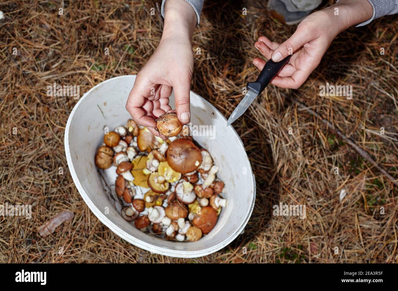 Picking wild mushrooms in autumn forest. Mushrooming and finding the ...