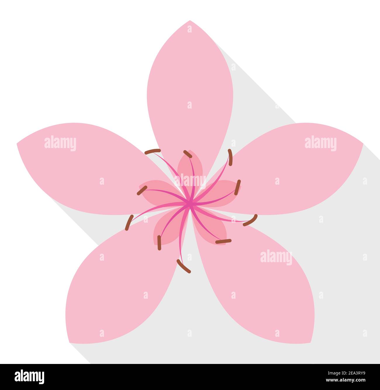 Beautiful cherry flower bloomed in flat style and long shadow, isolated ...