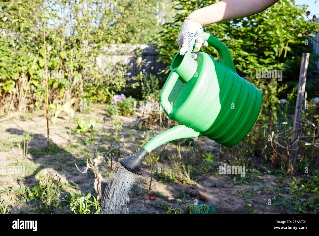 Woman gardening in backyard. Women's hands hold watering can and ...