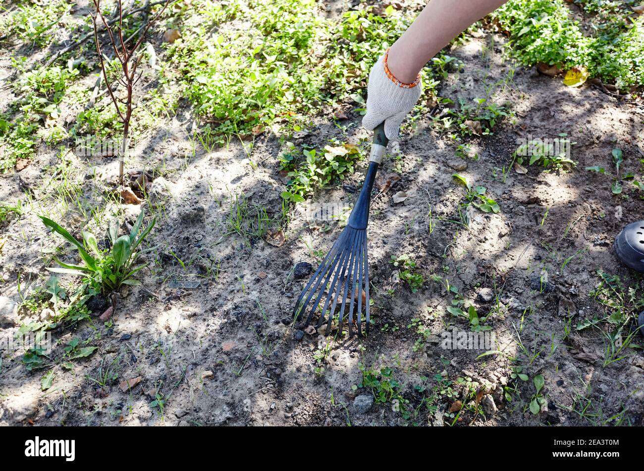 Woman gardening in backyard. The gardener's hands use a rake to loosen ...