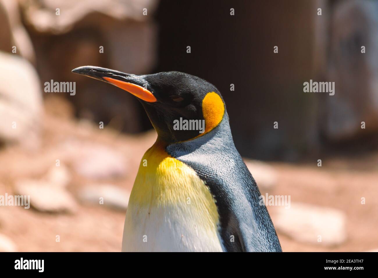 Emperor penguin breeding colony hi-res stock photography and images - Alamy