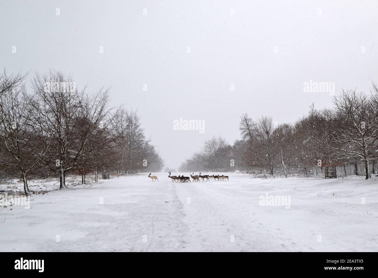 Henry viii hunting deer hi-res stock photography and images - Alamy