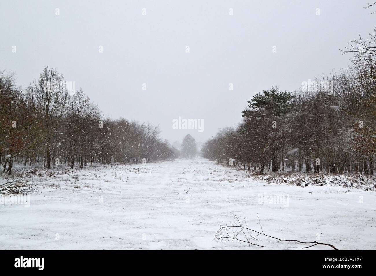 Kent forest february hi-res stock photography and images - Alamy