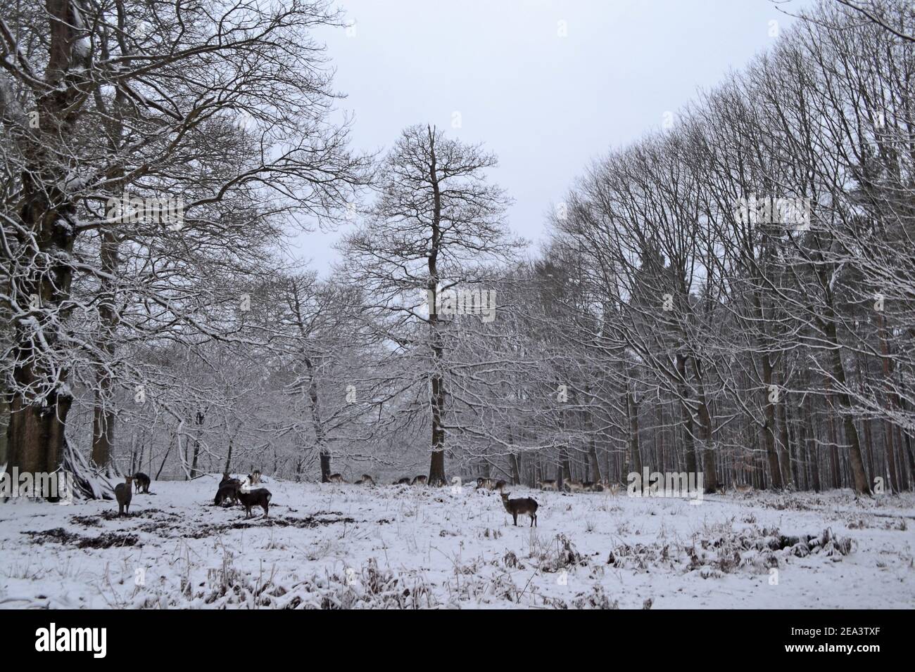 Henry viii hunting deer hi-res stock photography and images - Alamy