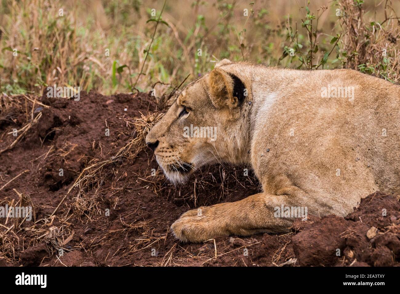 Wildlife Animals At The Nairobi National Park In Nairobi City County ...