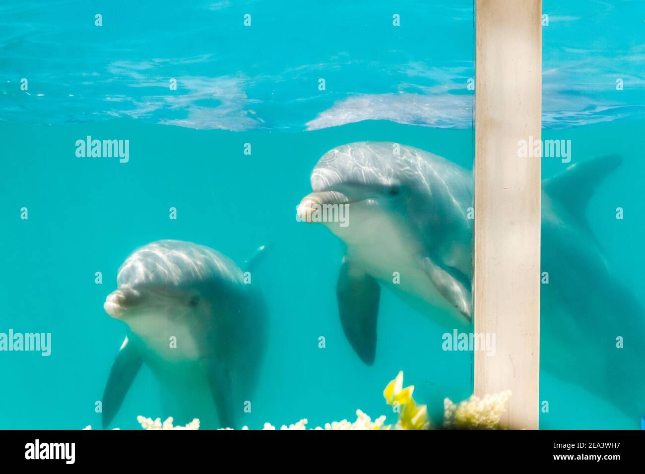 Two bottlenose dolphins in an aquarium pool seen through the glass ...