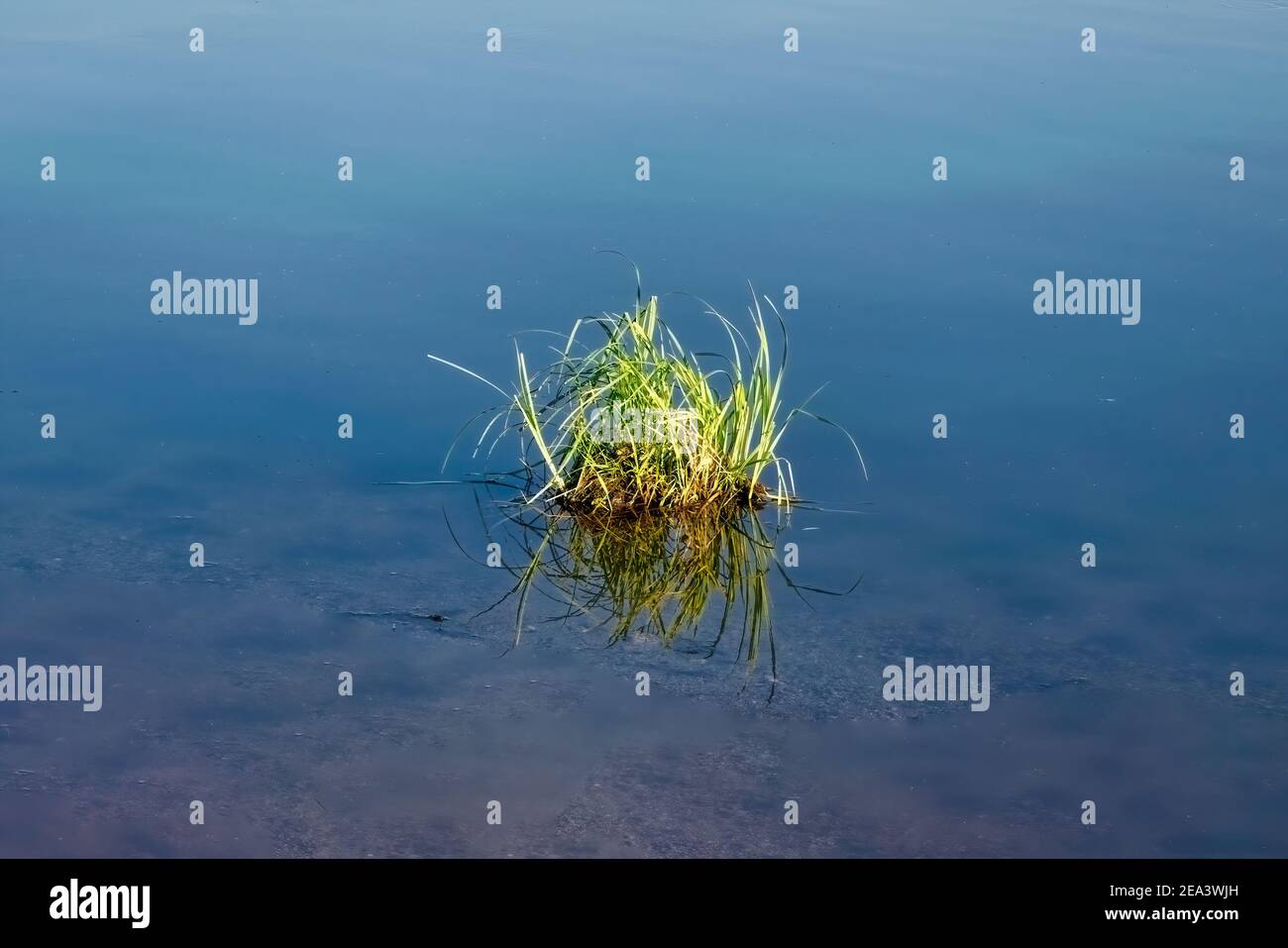 A bush of grass growing surrounded by water. Beautiful natural ...