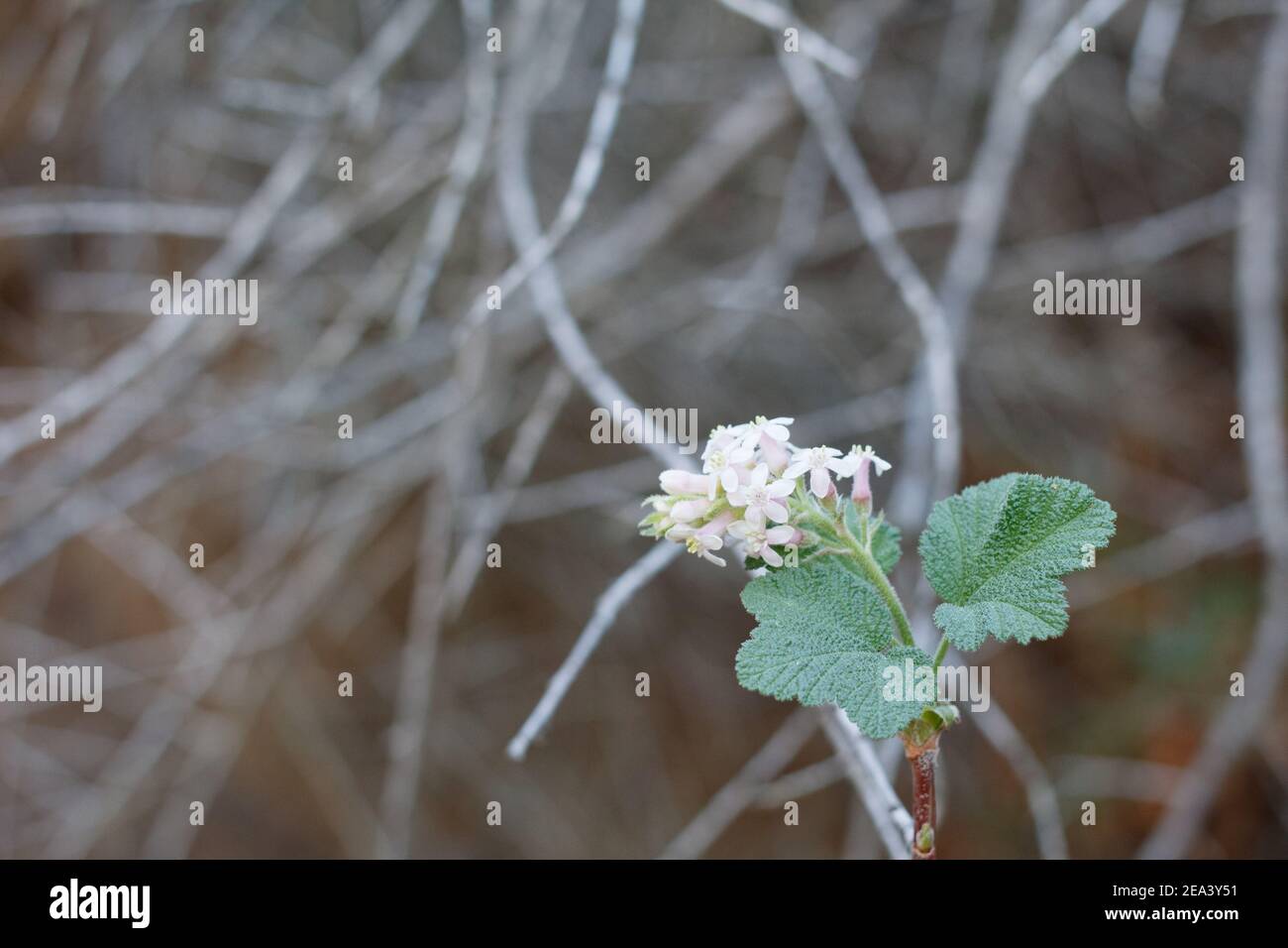 Family grossulariaceae hi-res stock photography and images - Alamy