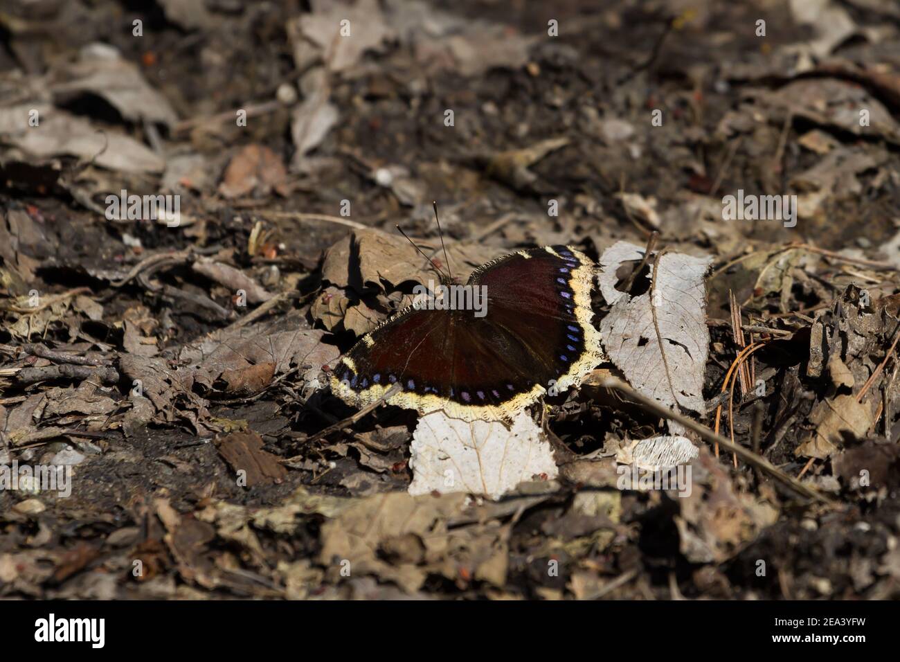 Mourning cloak butterfly sun hi-res stock photography and images - Alamy