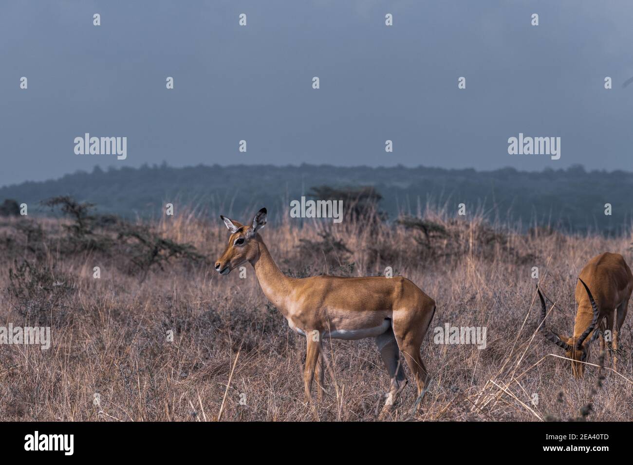 Wildlife Animals At The Nairobi National Park In Nairobi City County ...