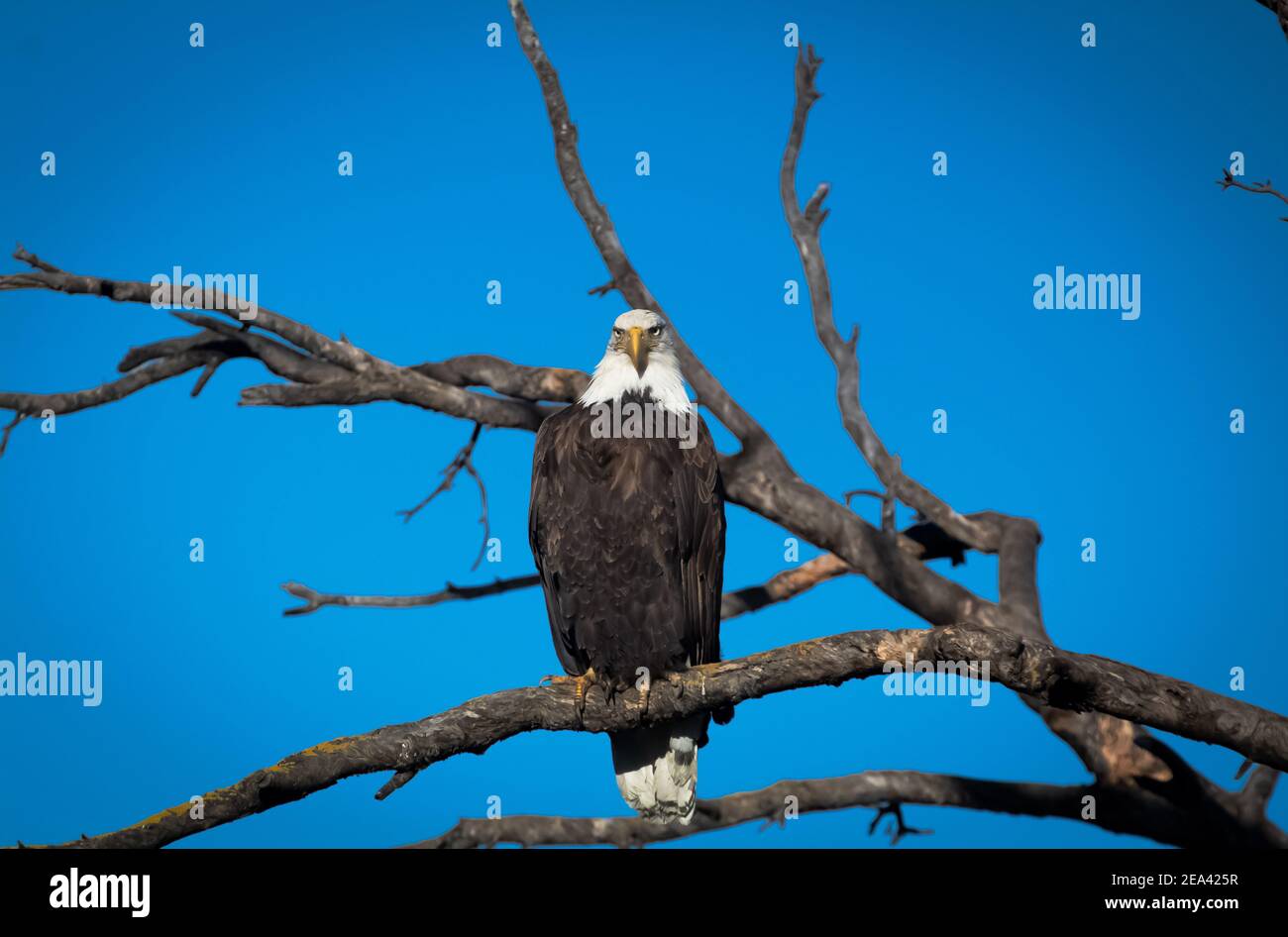 A bald Eagle roosting in a tree Stock Photo - Alamy