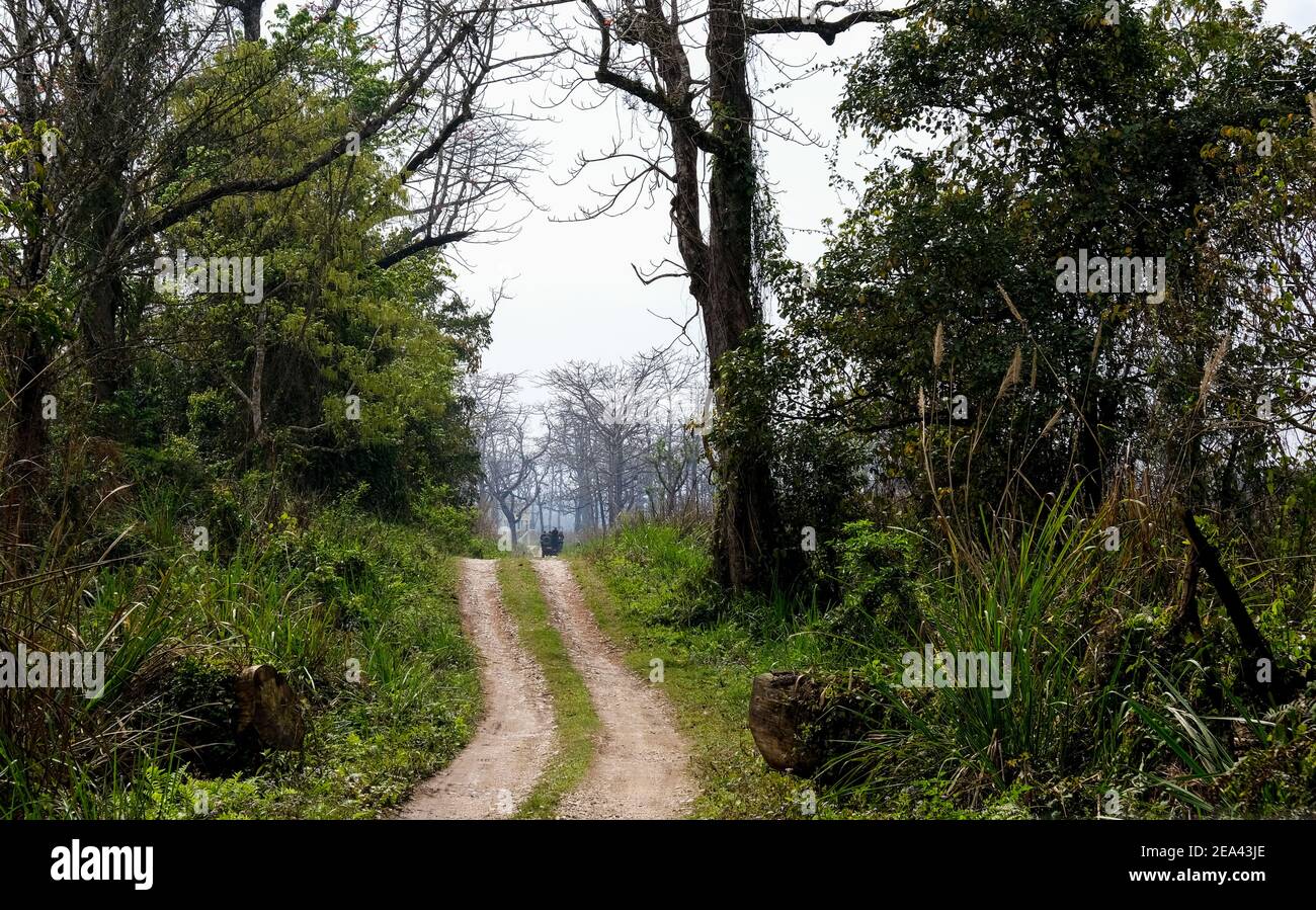 Empty rainforest hi-res stock photography and images - Alamy