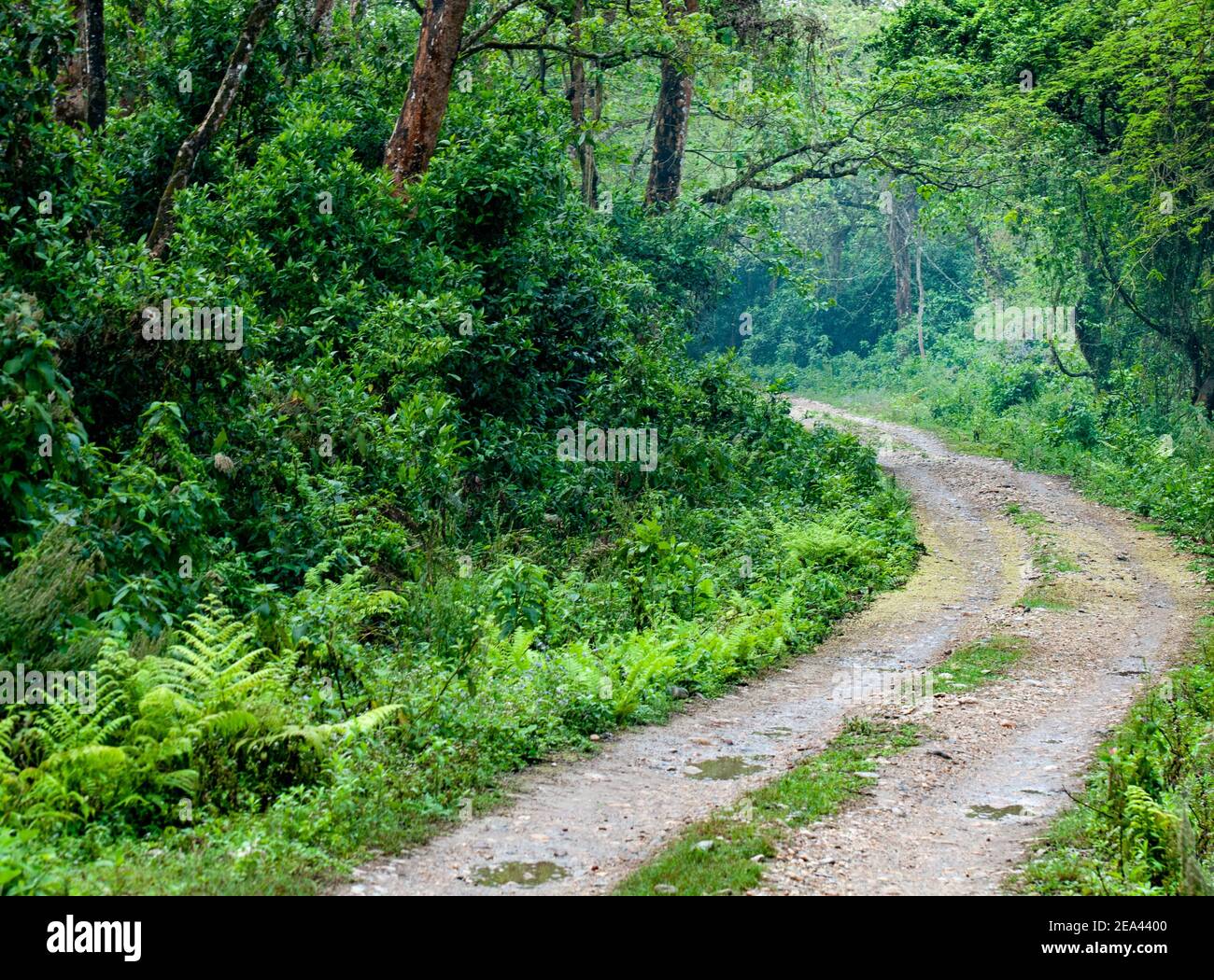 Empty safari rural road Chitwan national park jungle in Nepal Stock ...