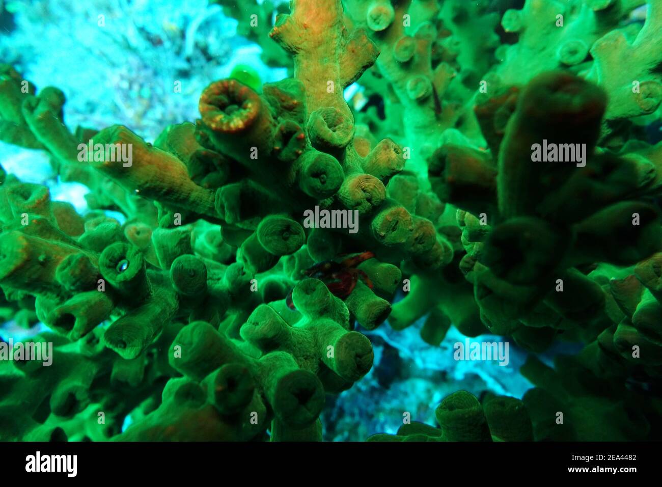 Schwarze Kelchkoralle - Tubastraea micranthus, Nord-Molukken, Halmahera ...