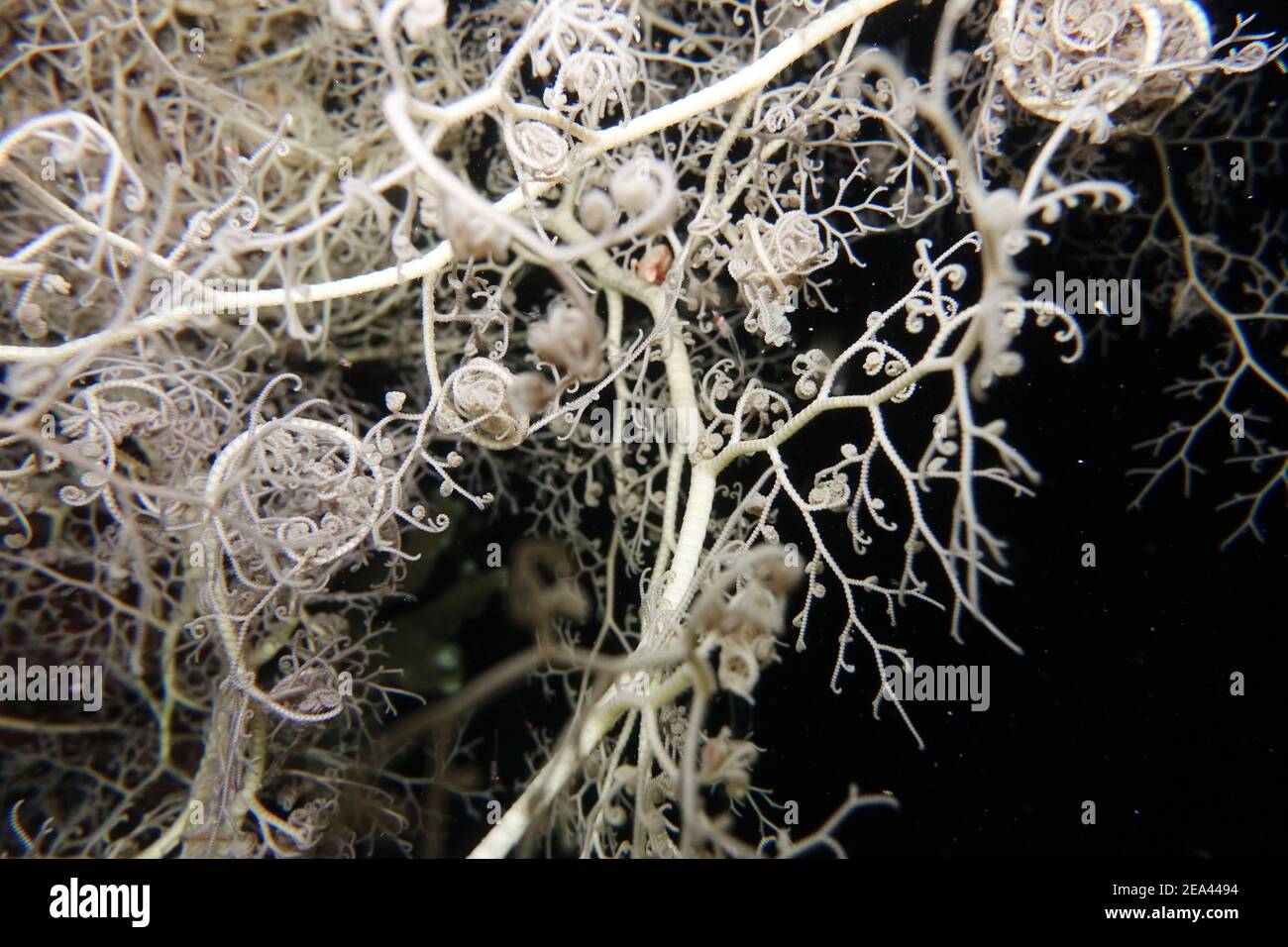 Astroboa granulatus hi-res stock photography and images - Alamy