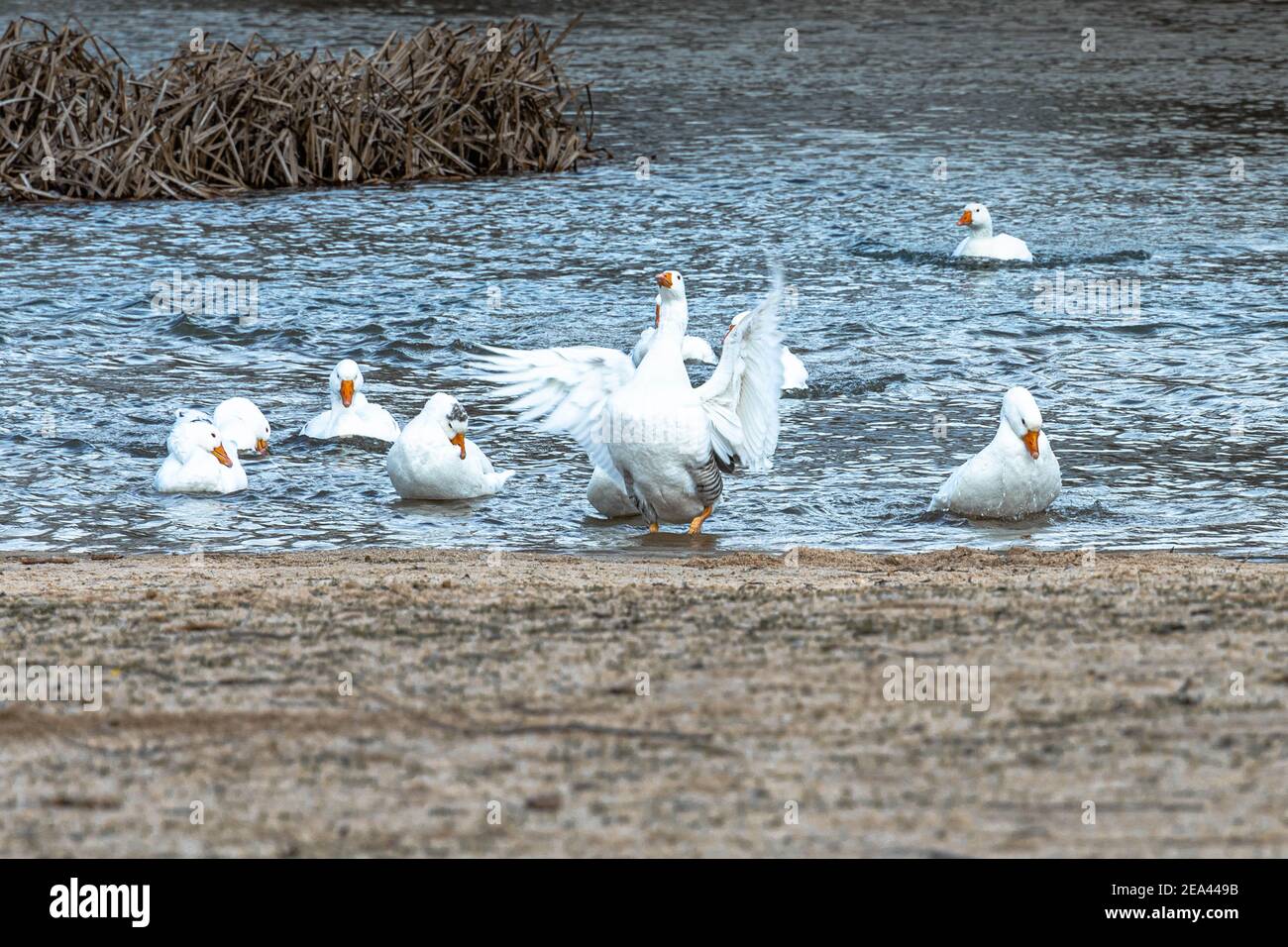 Funny goose on a beach hi-res stock photography and images - Alamy