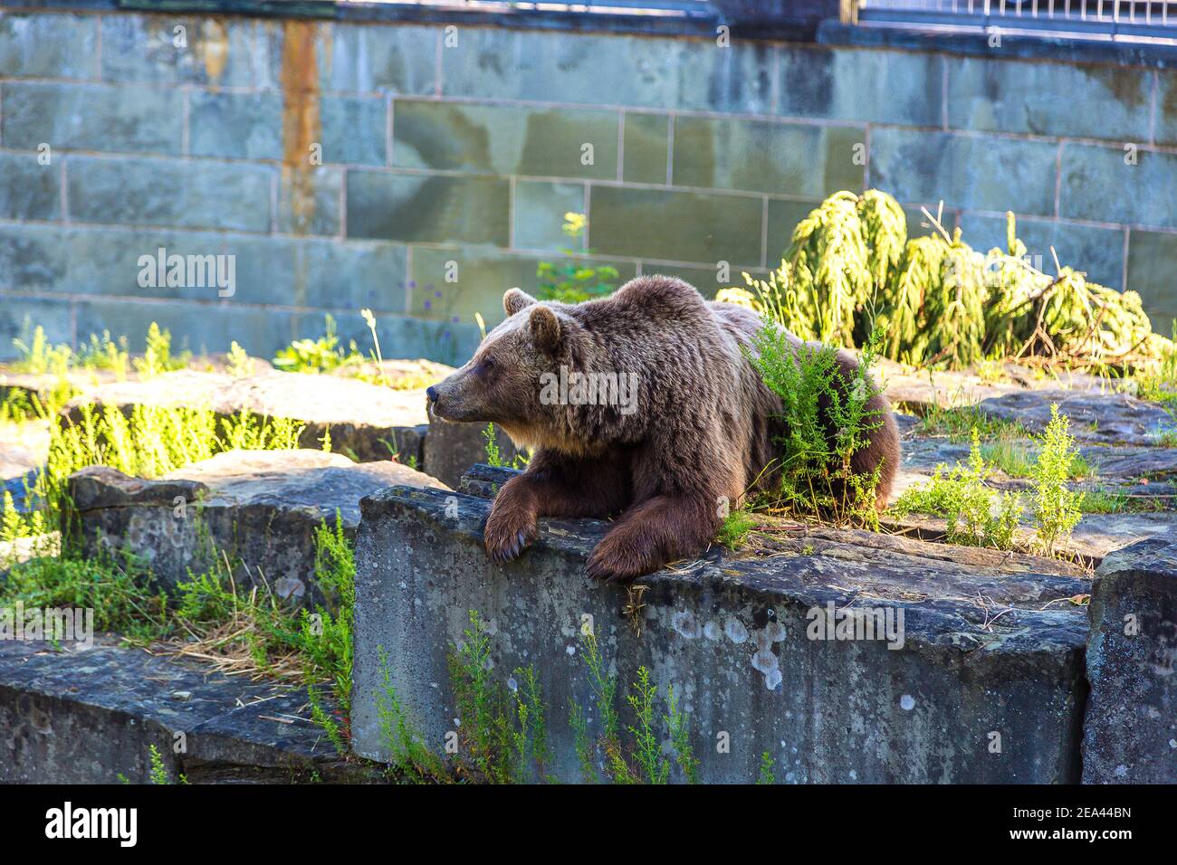 Bear in the bear pit in Bern in a beautiful summer day, Switzerland ...