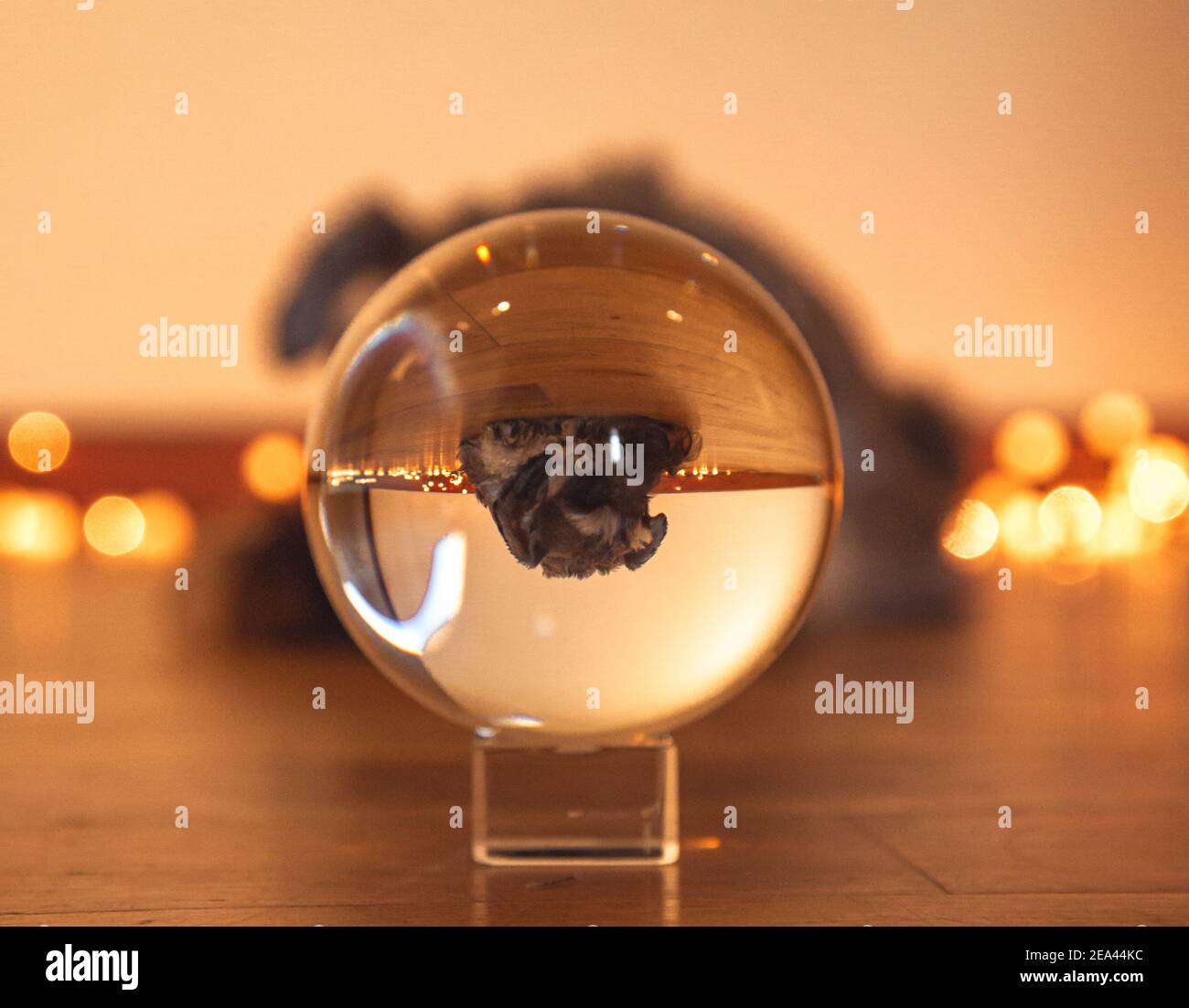 The reflection of a sitting dog on a glass ball Stock Photo - Alamy