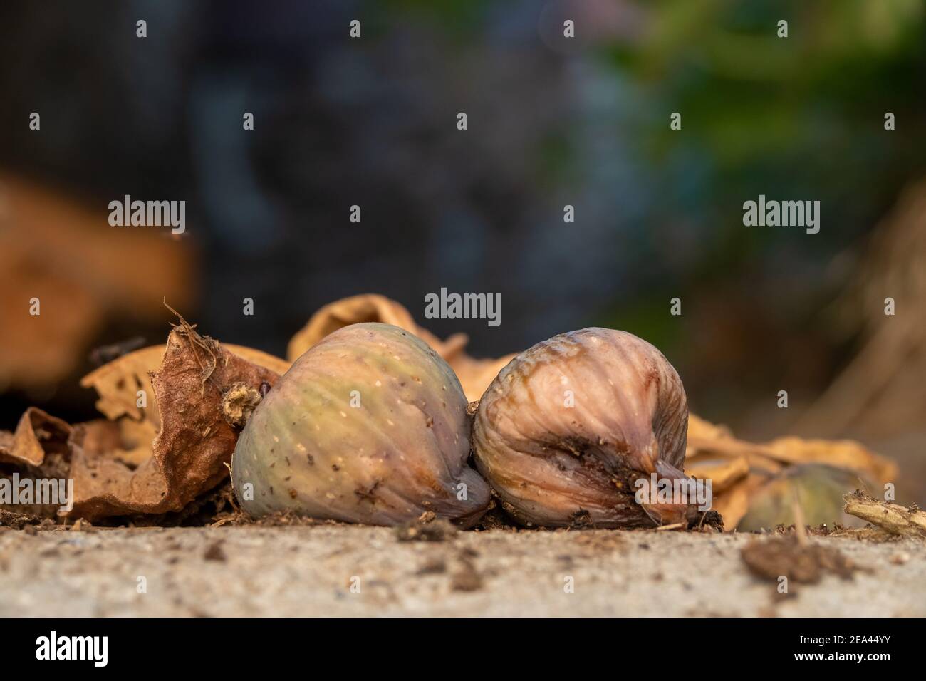Rotten figs fruit rot hi-res stock photography and images - Alamy