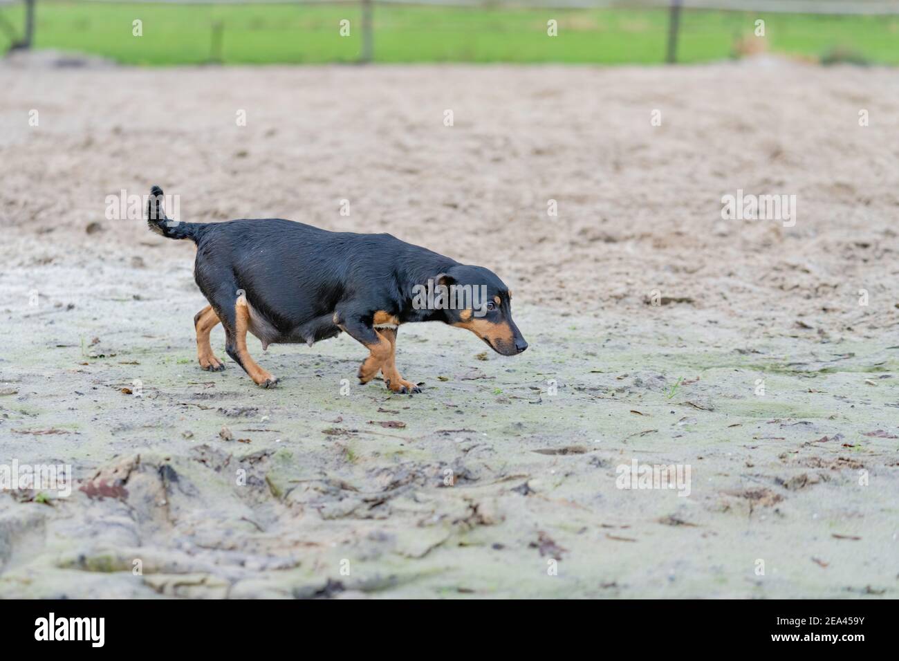 A fat pregnant Jack russel terrier. The dog is walking outside in the ...