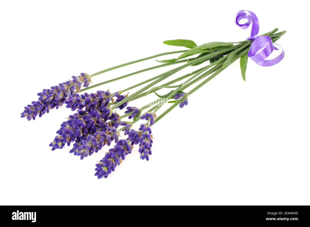 Small bunch of blue lavender flowers. Studio Photo Stock Photo - Alamy