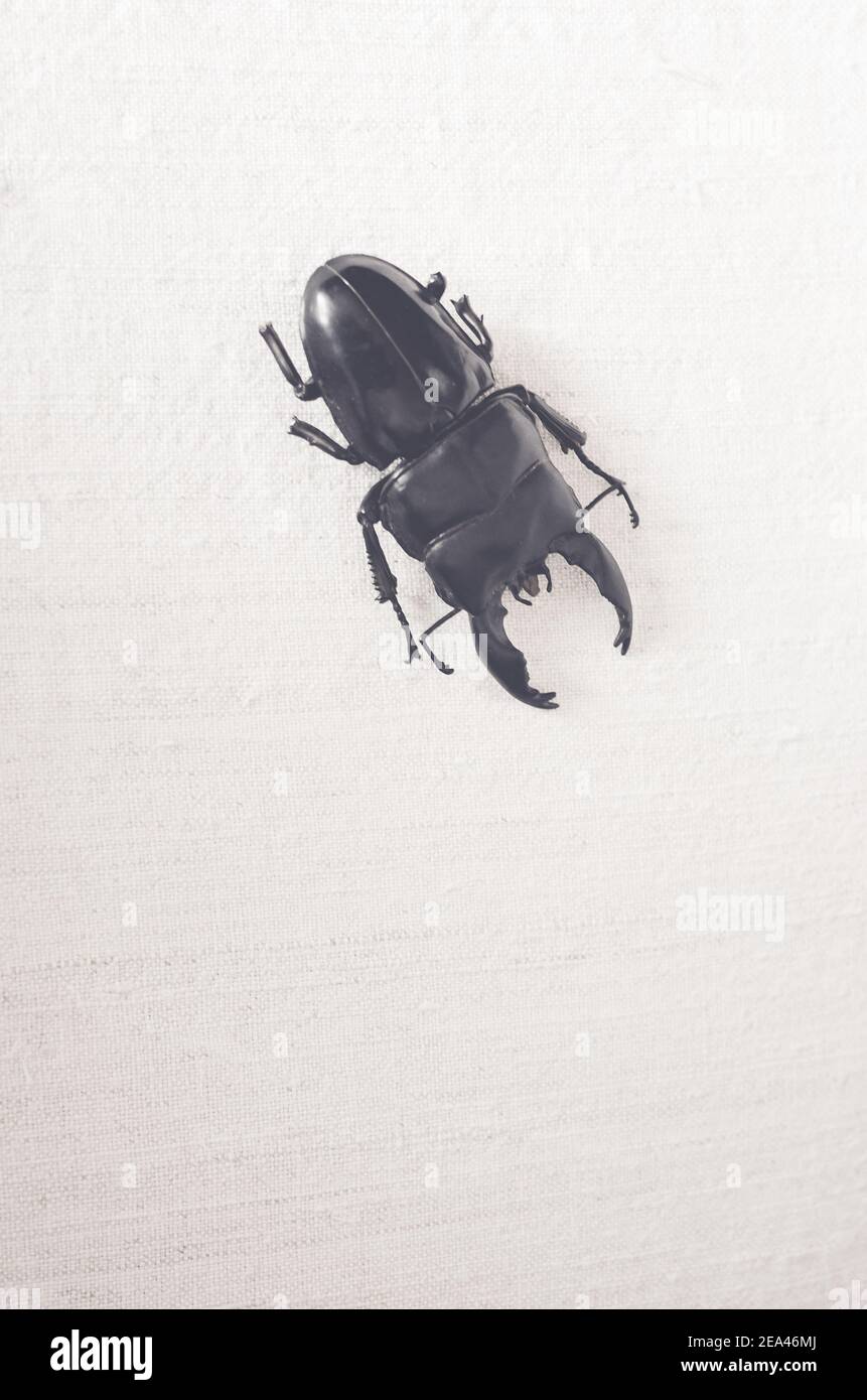 A vertical top view of a plastic toy beetle Stock Photo - Alamy