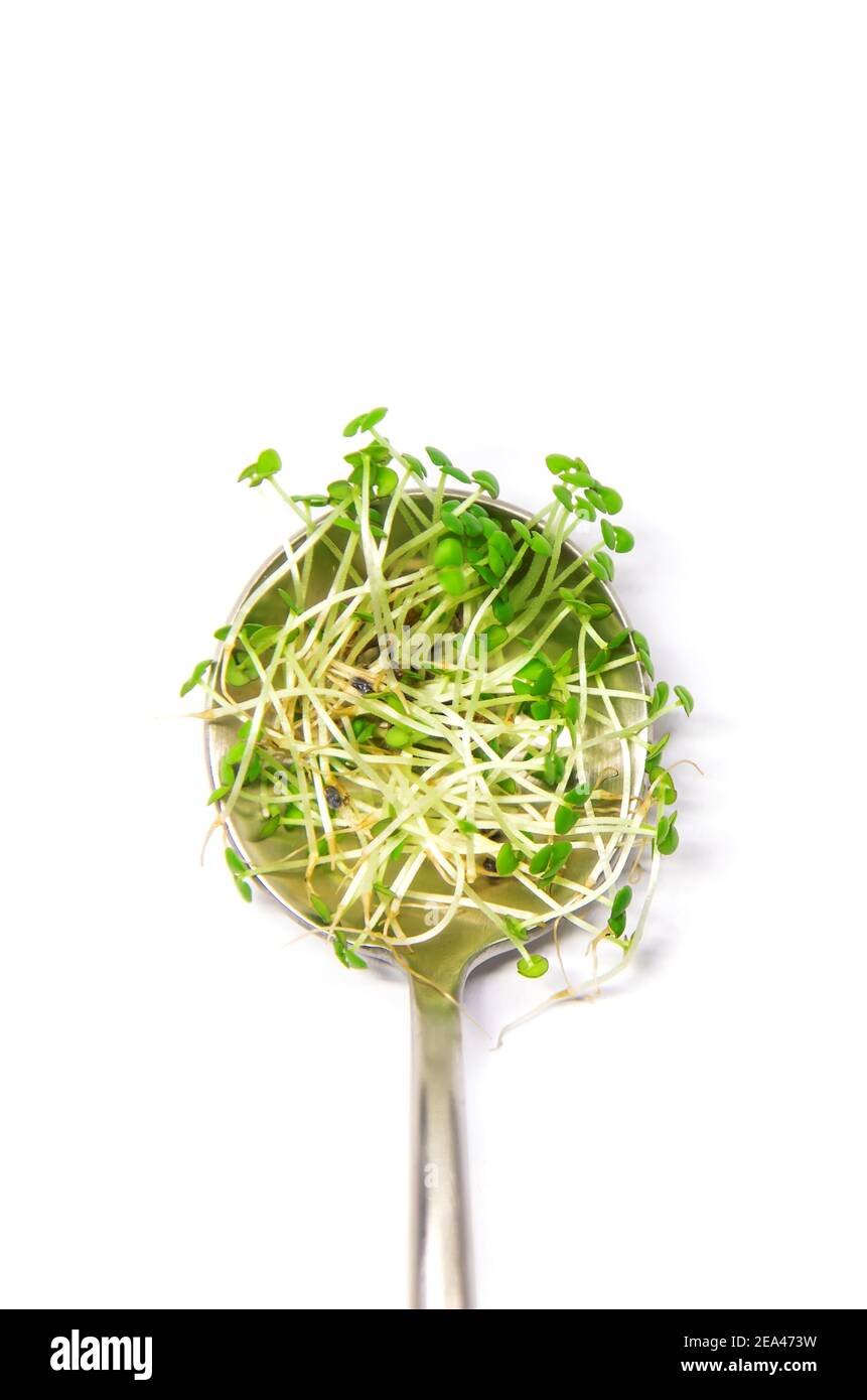 Microgreen basil on a white background isolate. Selective focus. Food ...
