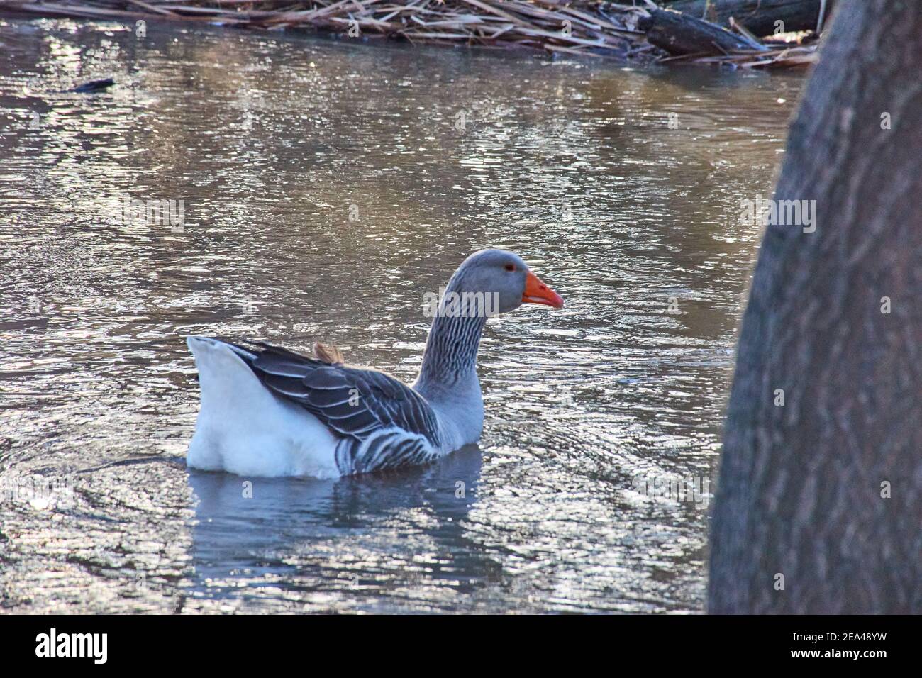 A goose swimming in a alake Stock Photo - Alamy
