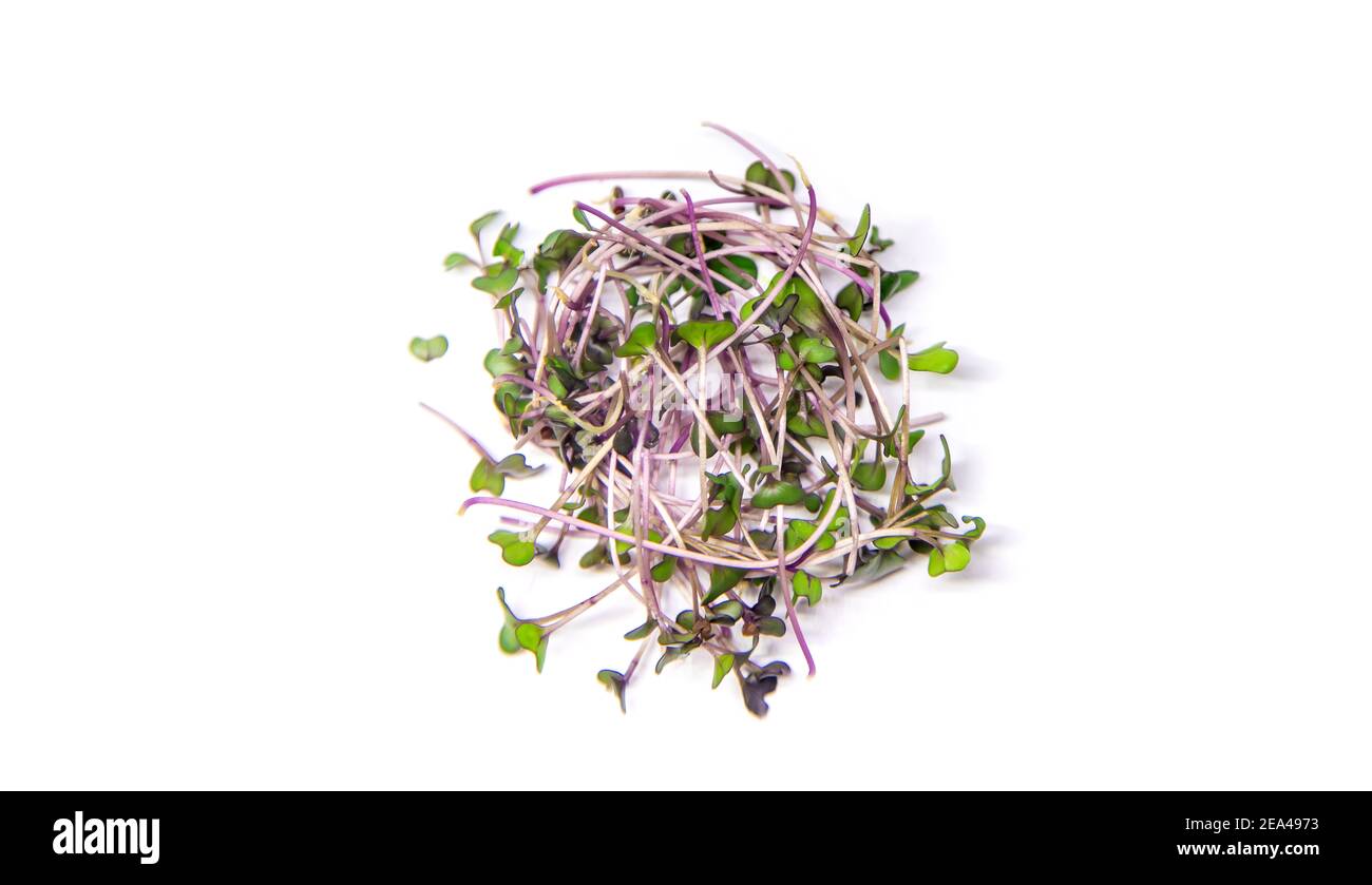 Microgreen red cabbage on a white background isolate. Selective focus ...