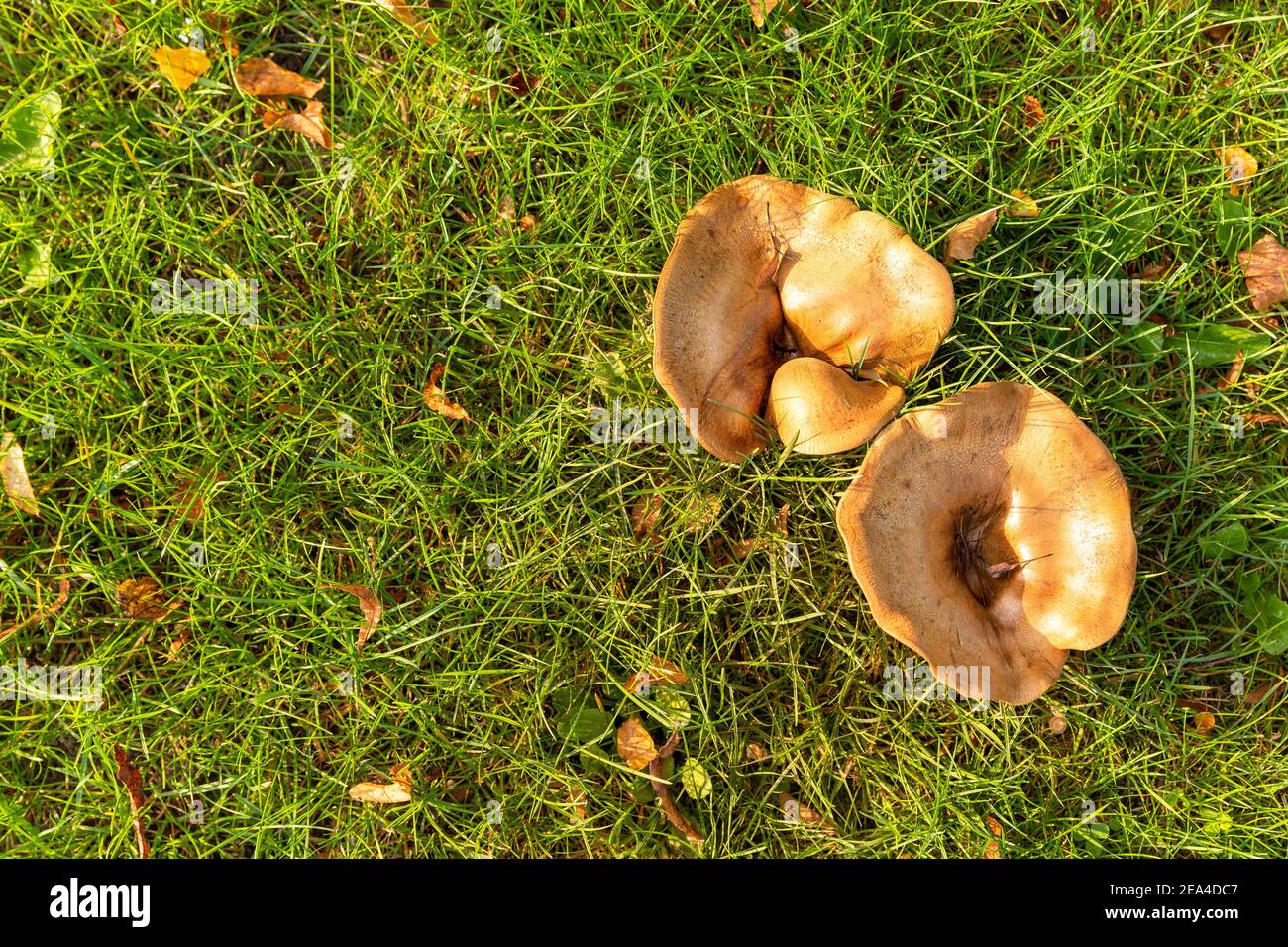 A Top view closeup of the grown Paxillus involutus mushrooms in the ...