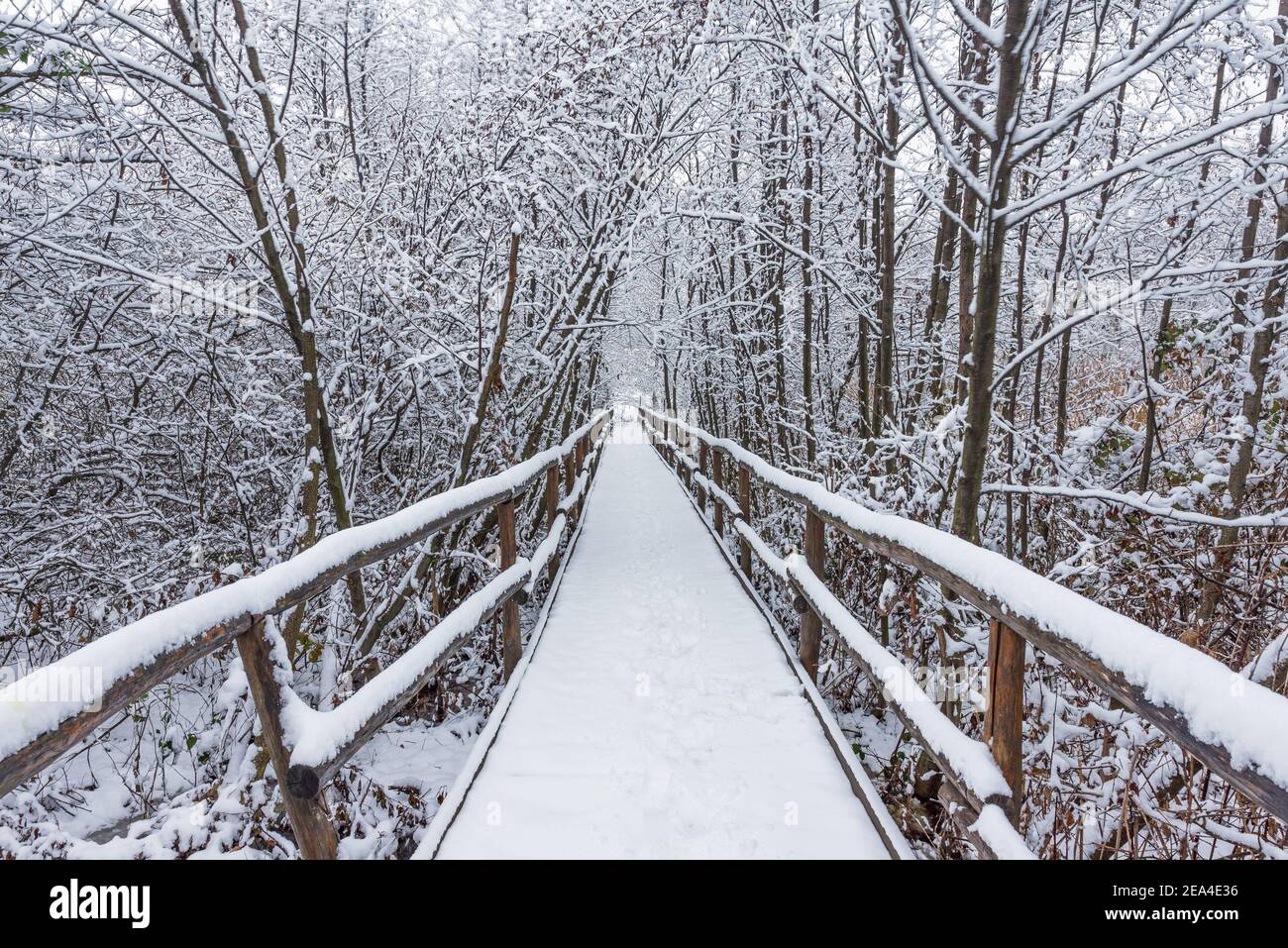 Wooden walkway through the snowy forest on a winter day, snow-white ...