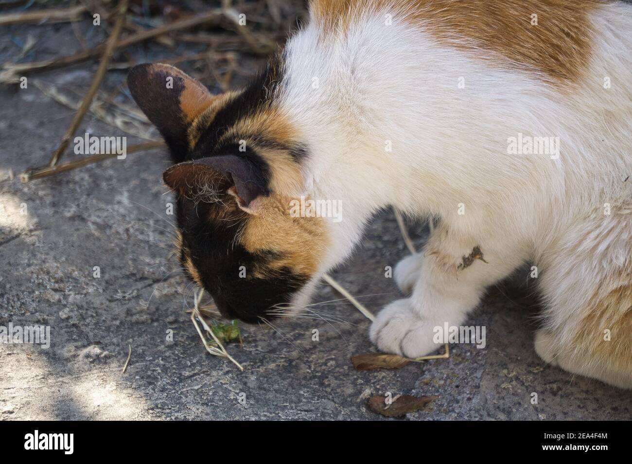 Exploring texture in nature hi-res stock photography and images - Alamy