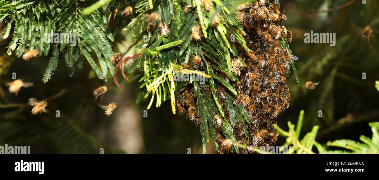 Bees nest in a tree hi-res stock photography and images - Alamy