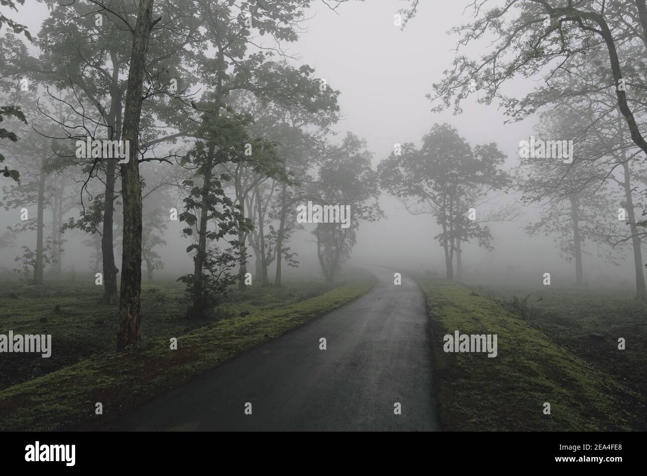 A rural road surrounded by grass and trees with fog Stock Photo - Alamy