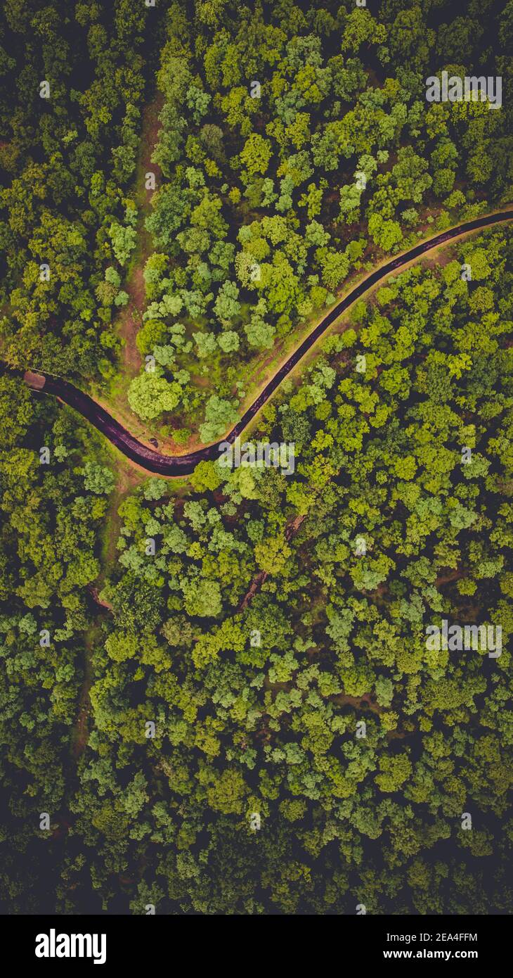 A vertical aerial shot of a long road surrounded with trees and ...