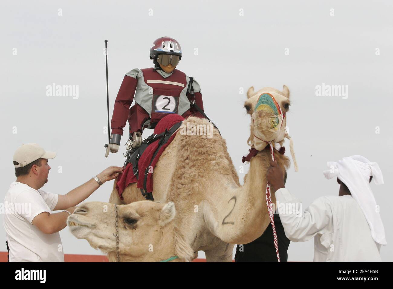 Camel jockey qatar child hi-res stock photography and images - Alamy