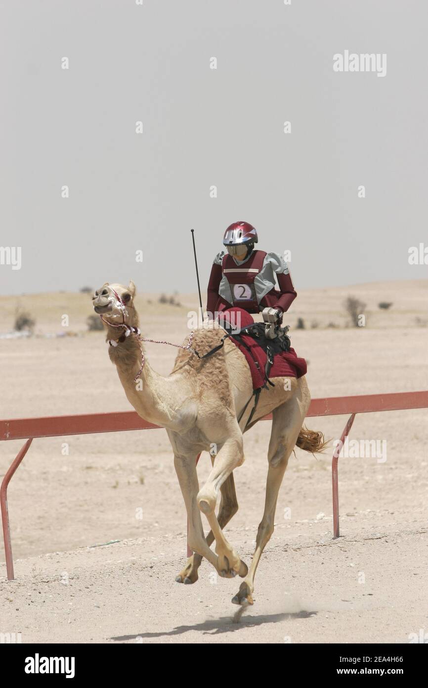 Camel jockey qatar child hi-res stock photography and images - Alamy
