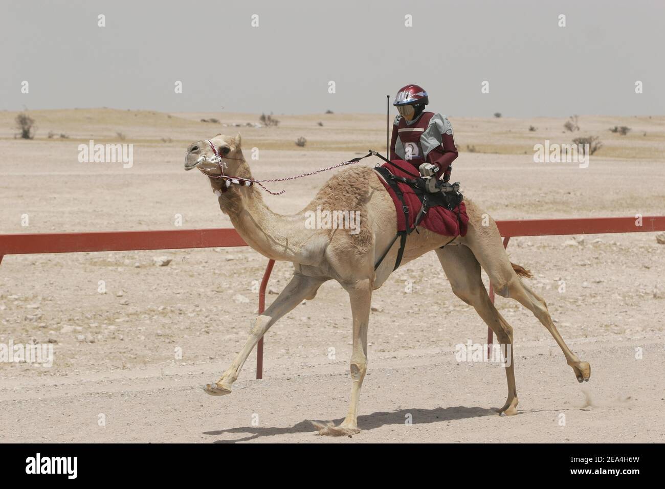 Camel jockey qatar child hi-res stock photography and images - Alamy