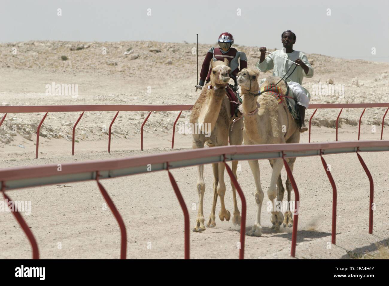 Camel jockey qatar child hi-res stock photography and images - Alamy