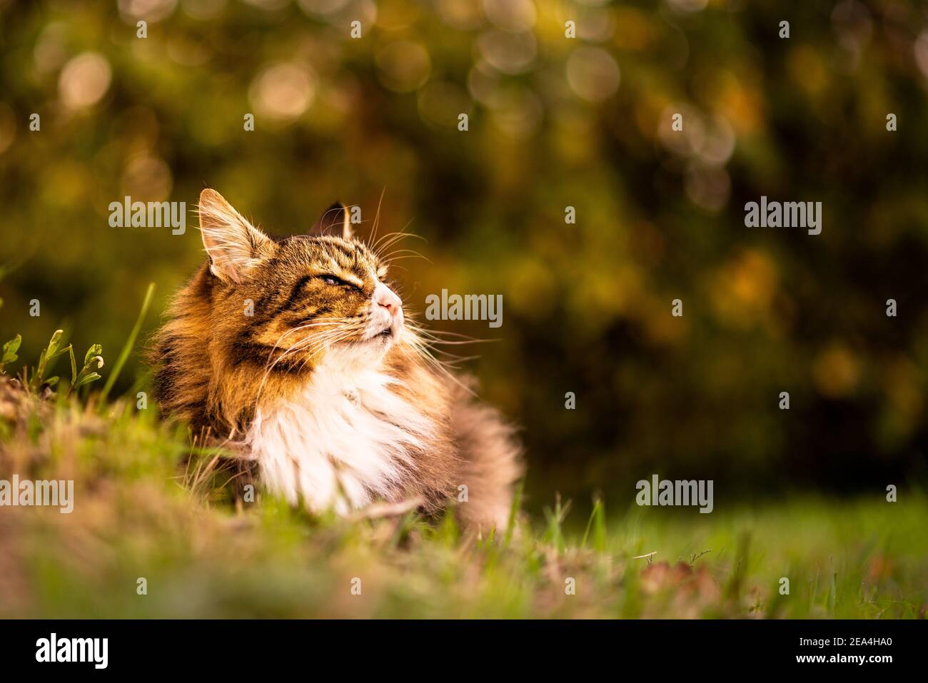 beautiful cat resting under a tree Stock Photo - Alamy