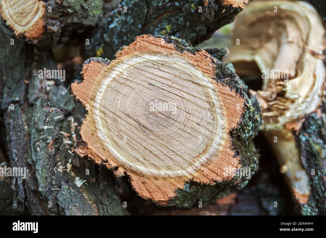 Stump from freshly cut tree hi-res stock photography and images - Alamy