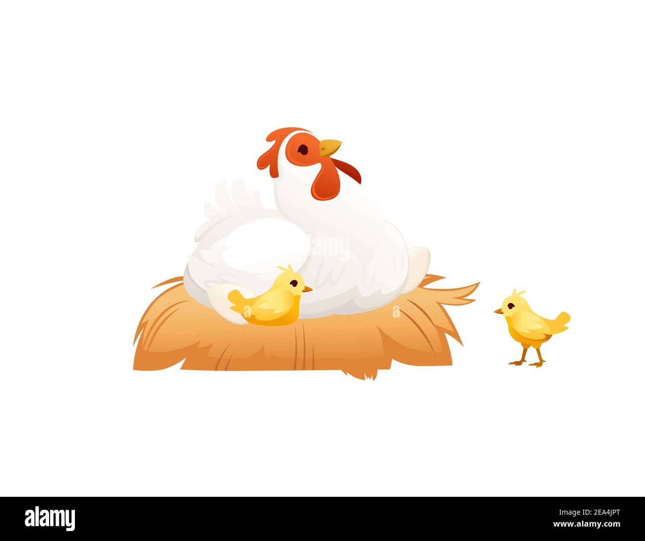Cute white chicken with chicks sitting in nest farm agriculture hen ...