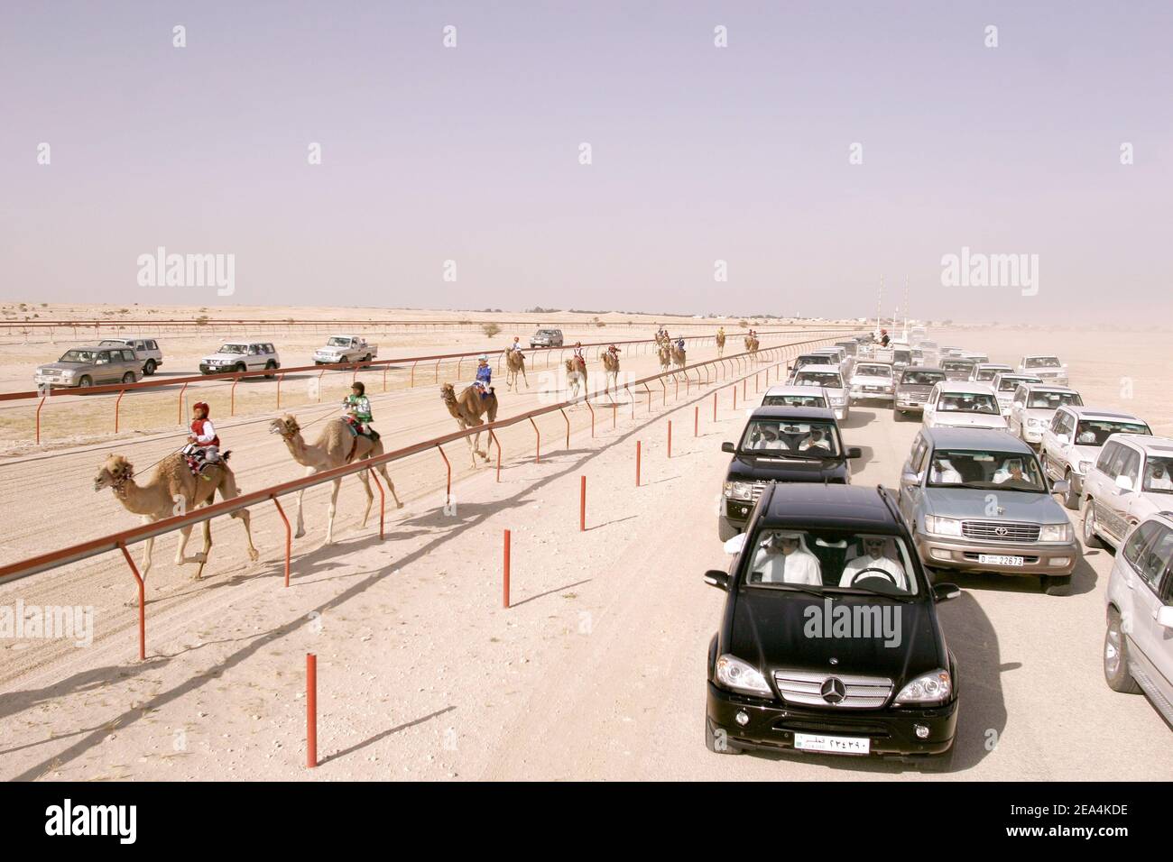 Betters aboard their cars are following a camel race along a race track ...