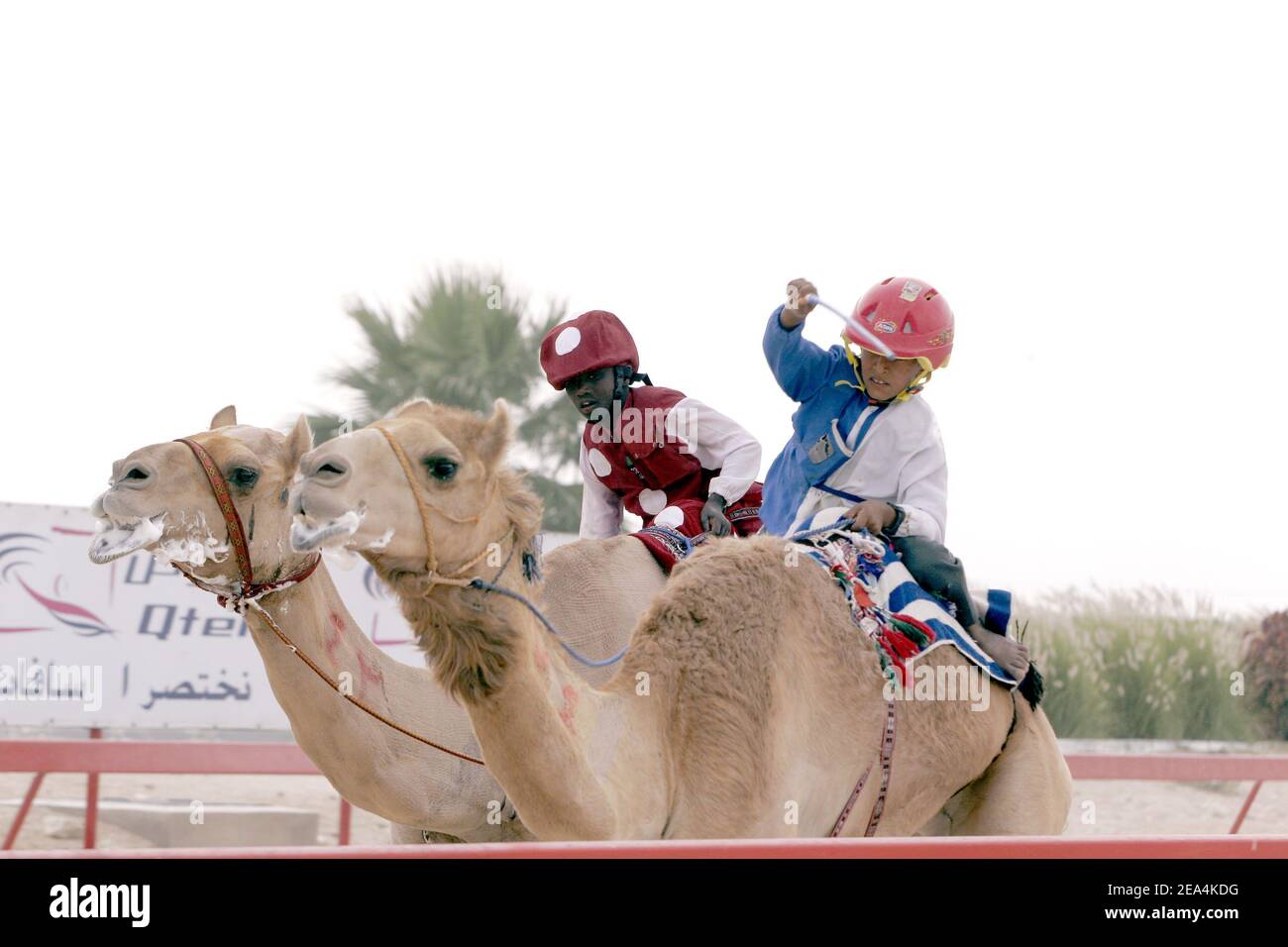 Camel Racing Child Jockeys