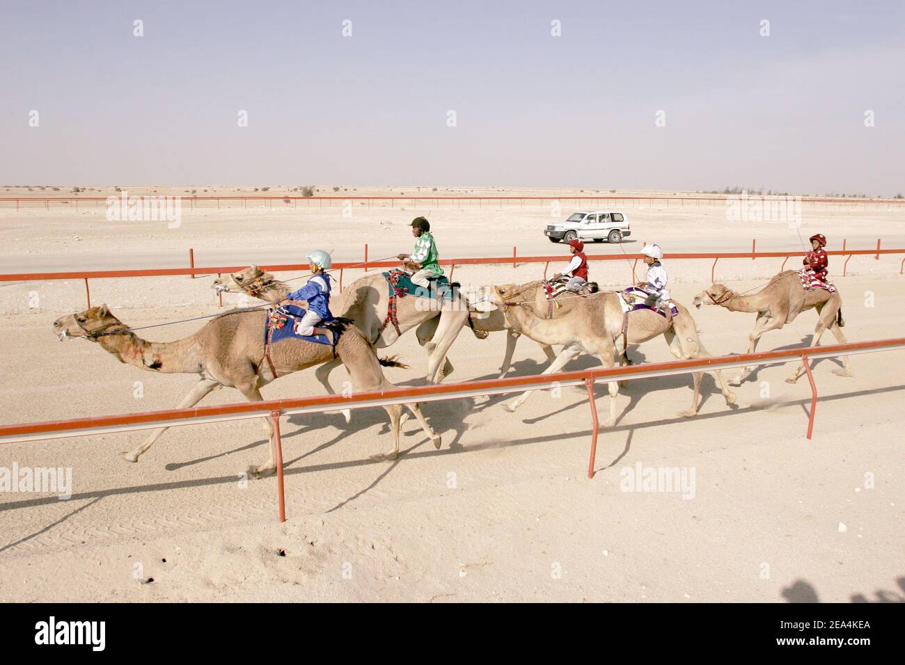 A camel race takes place on a race track in the desert near Doha, Qatar ...