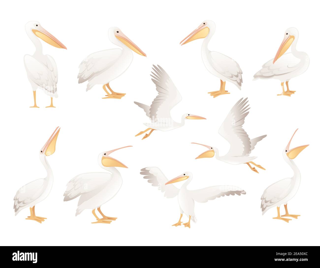 Pelican genus large water bird cartoon animal design big white bird ...