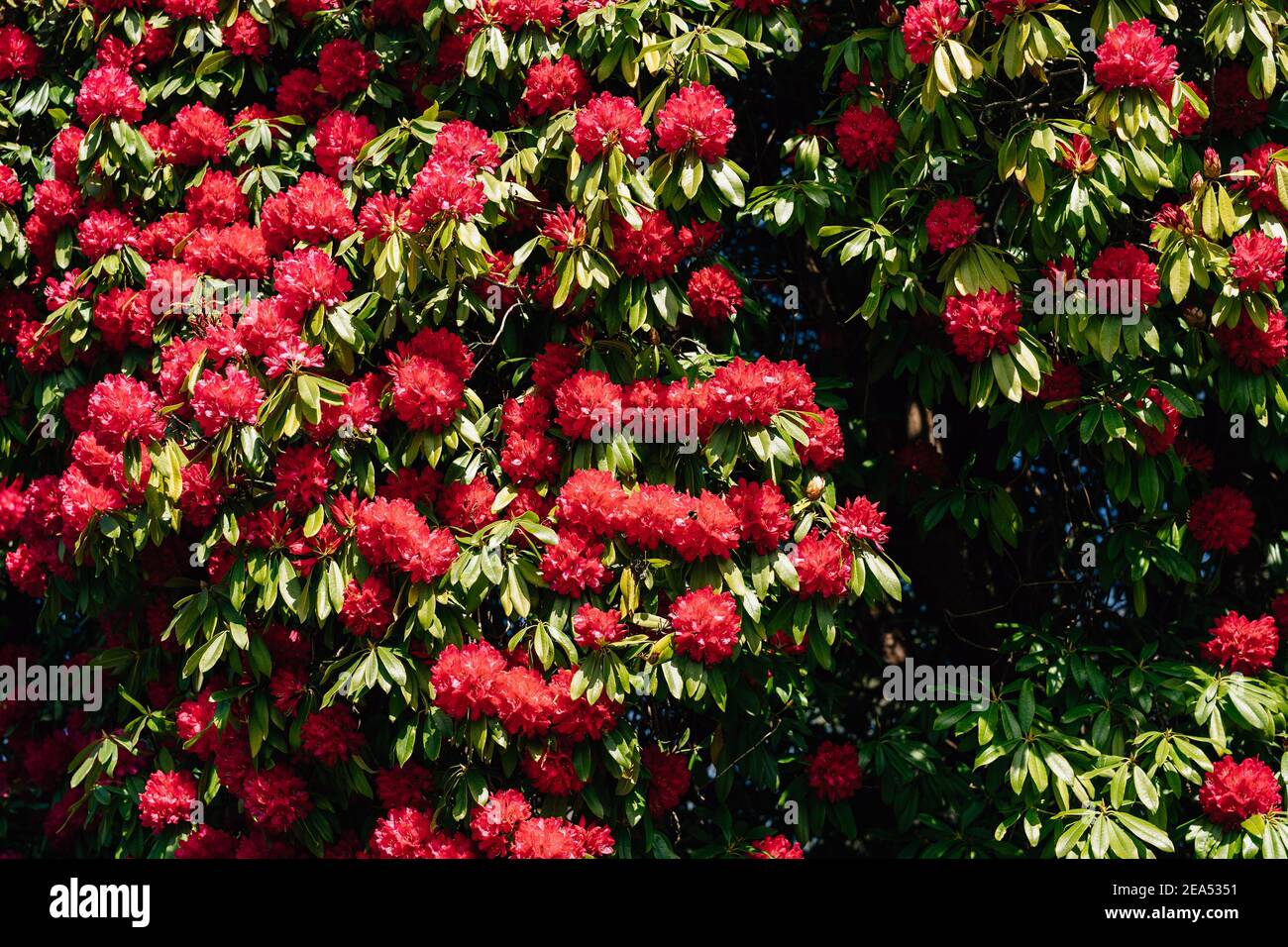 Closeup of fragrant rhododendron red azalea flowers in green leaves ...